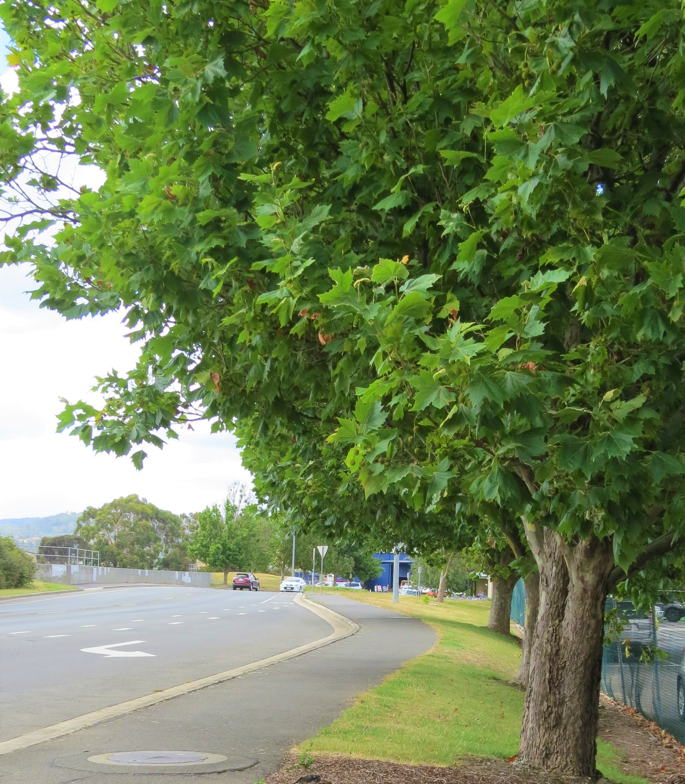 Launceston Urban Greening Strategy & Implementation | Tomorrow Together ...